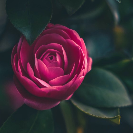 Private chauffeur in Paris, discover the capital with Chabé